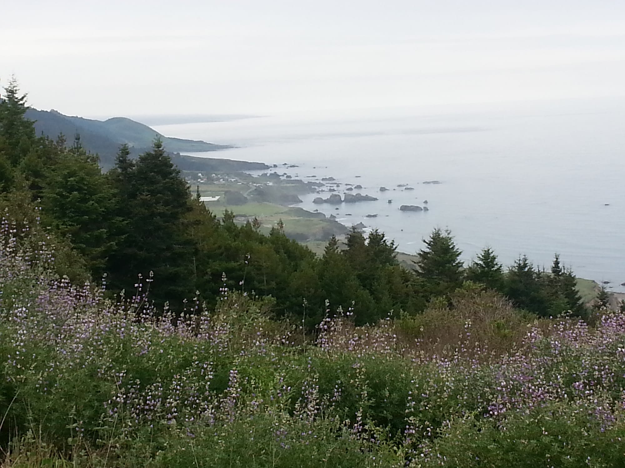 Seaview Farm Westport – Where Coastal Redwoods and the Pacific Ocean meet